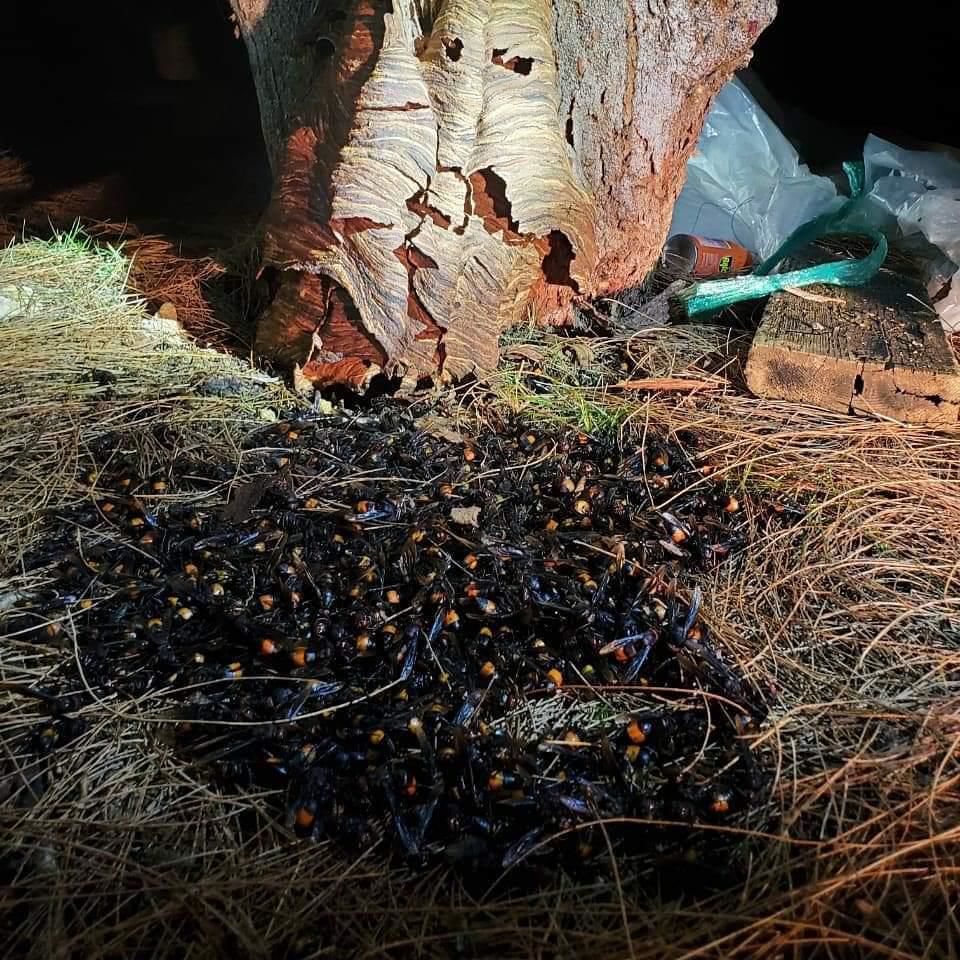 Beekeepers destroy invasive hornet nest at Inarajan Elementary | Guam ...