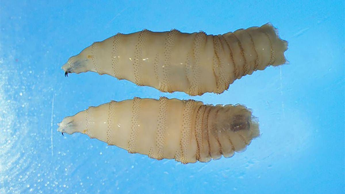 A flesh-eating worm from the 1960s is re-invading the US - are ...