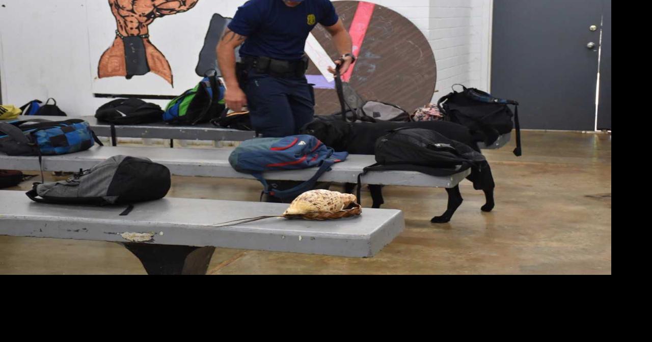 Protecting Guam from drugs, Customs K-9s sniff out crime | Local News ...