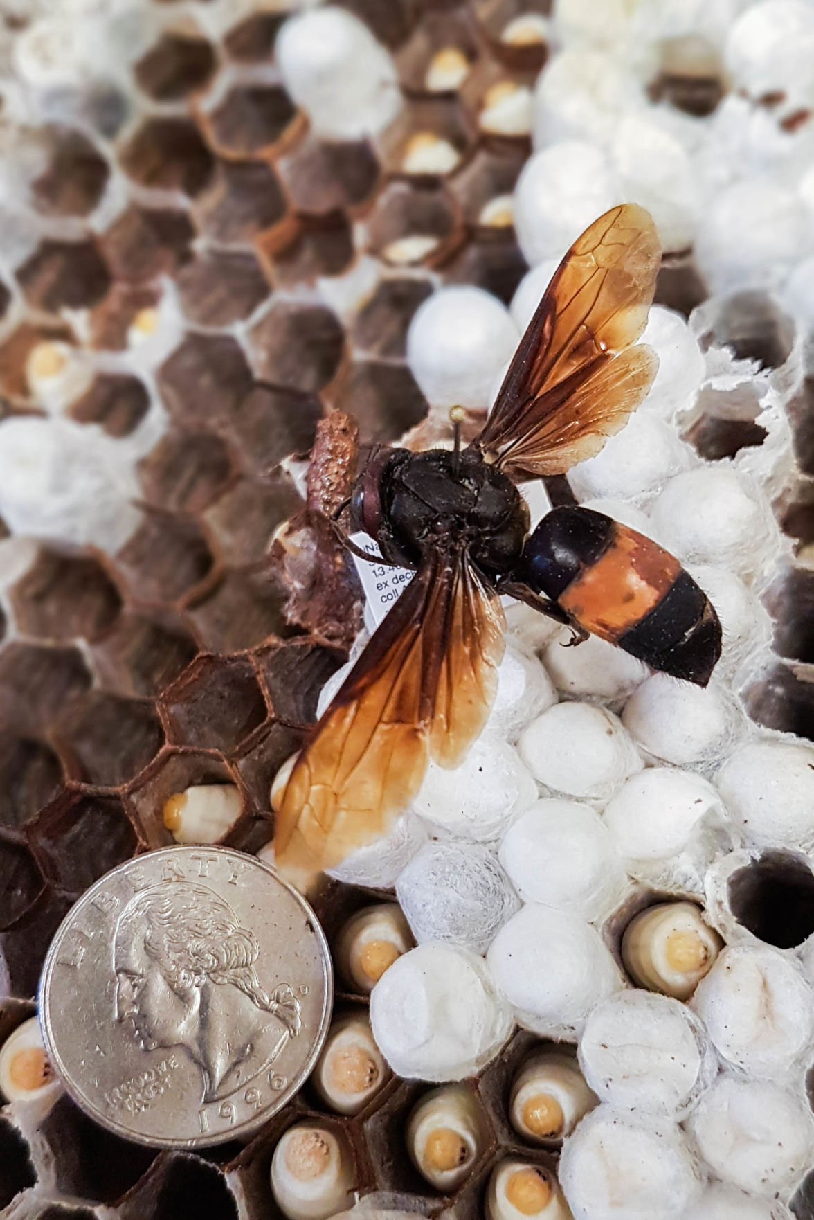 Invasive hornet poses risks to public, bees | Guam News | postguam.com