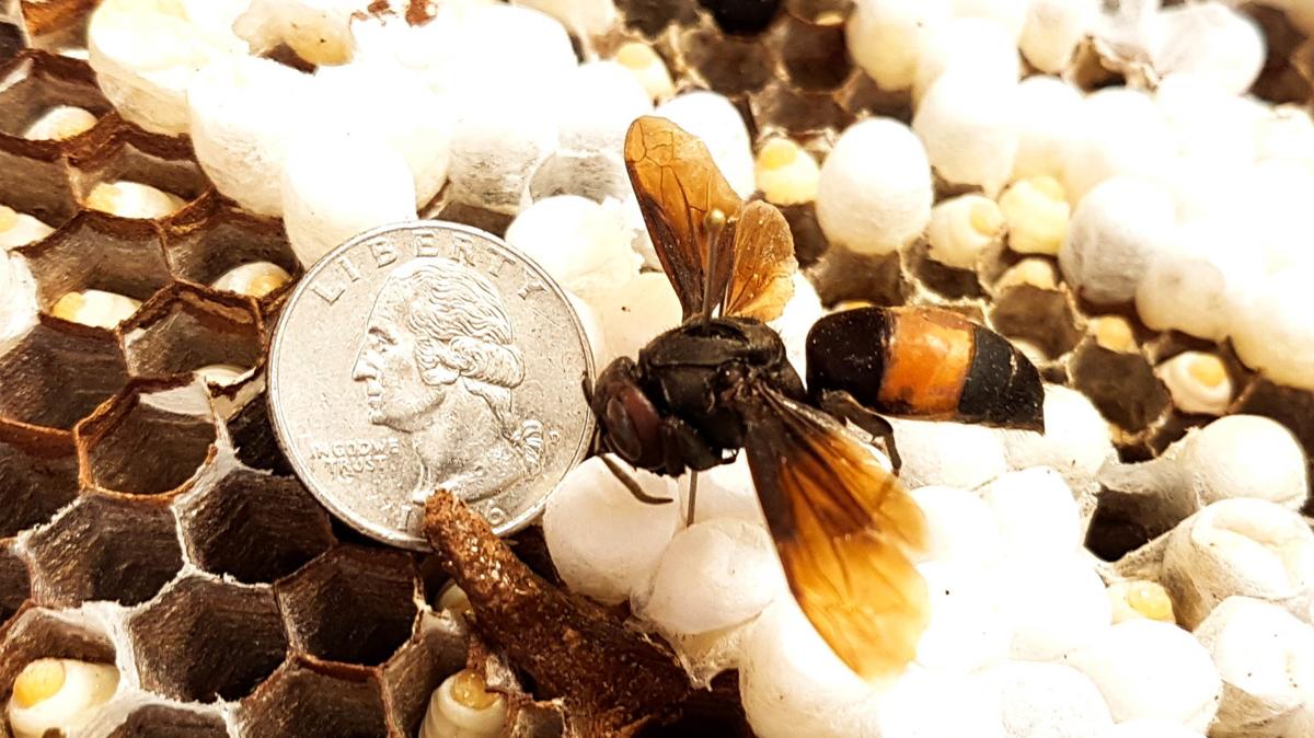 Invasive hornet poses risks to public, bees | Guam News | postguam.com