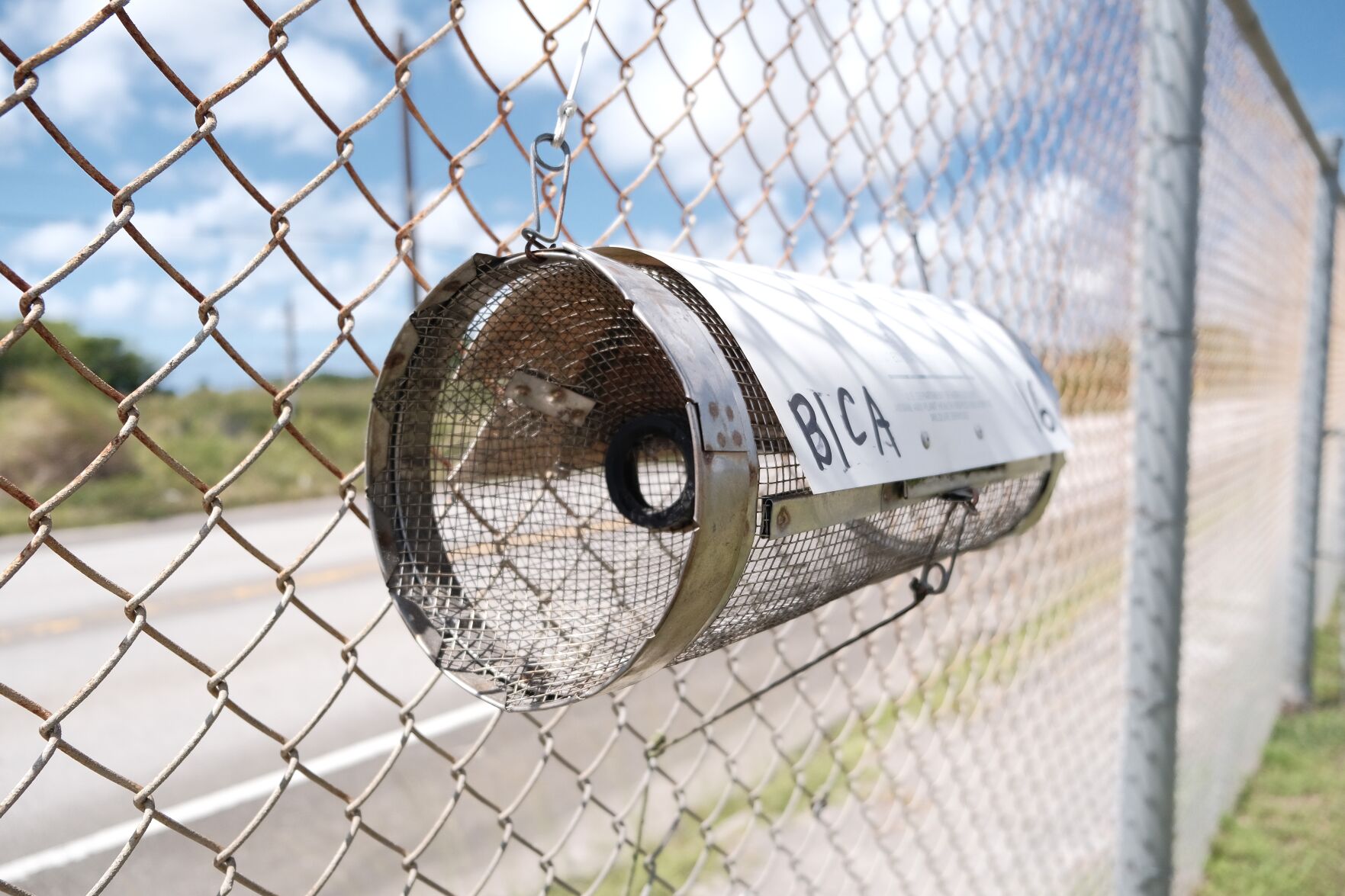 Military: Brown tree snake eradication program at Andersen showing ...