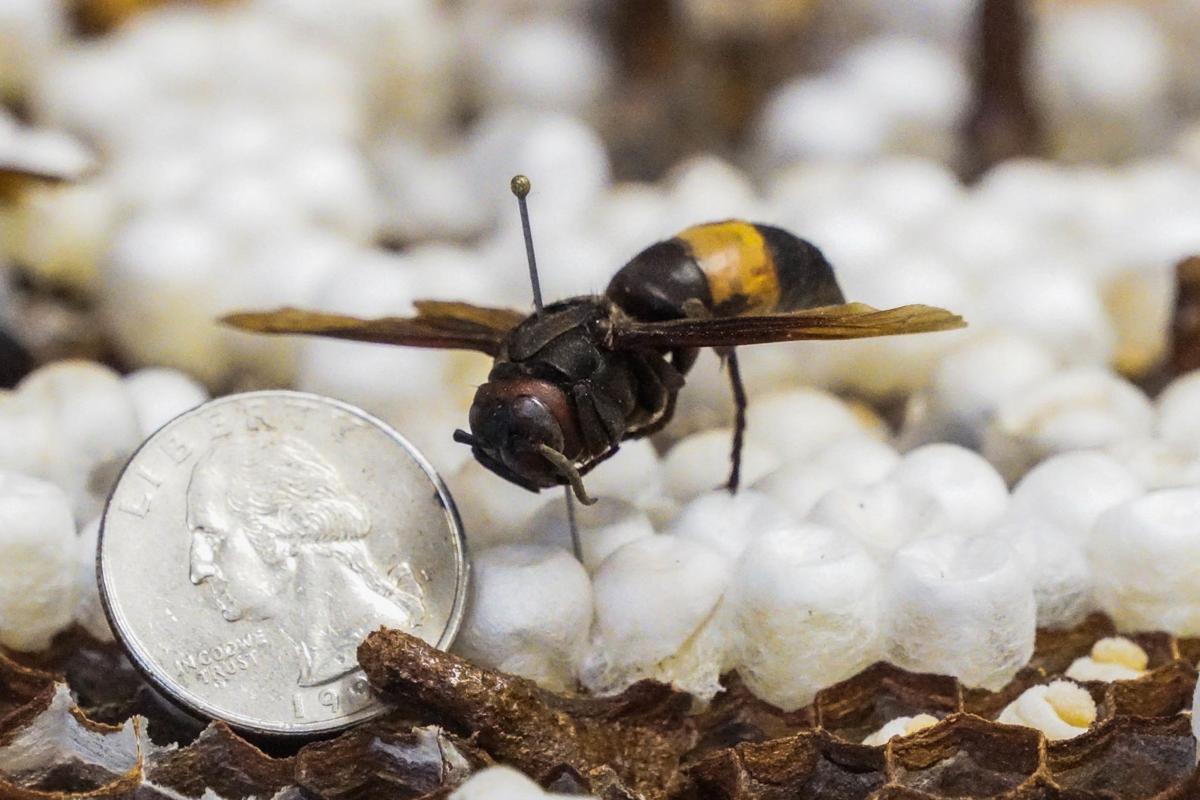 Invasive hornet poses risks to public, bees | Guam News | postguam.com