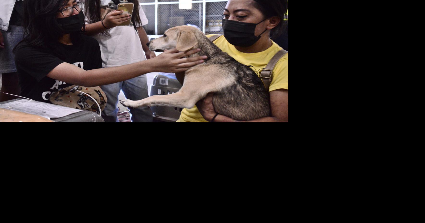 25 boonie dogs journey to new homes | Local News | postguam.com