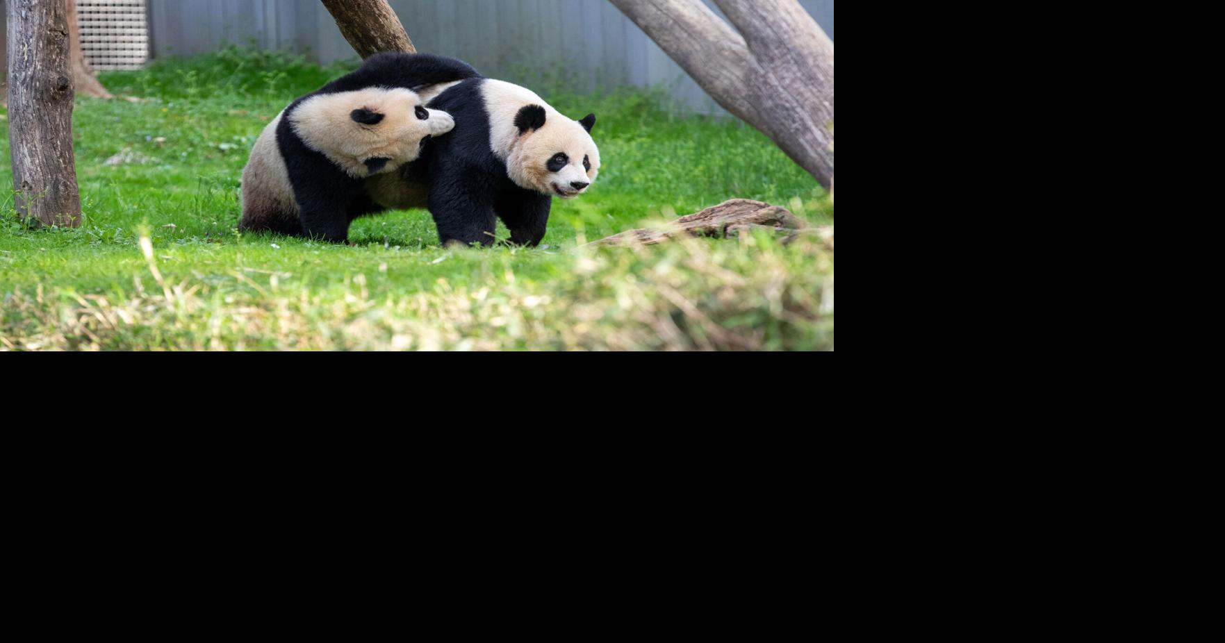 Caretakers get giant pandas ready to leave for new home in China ...