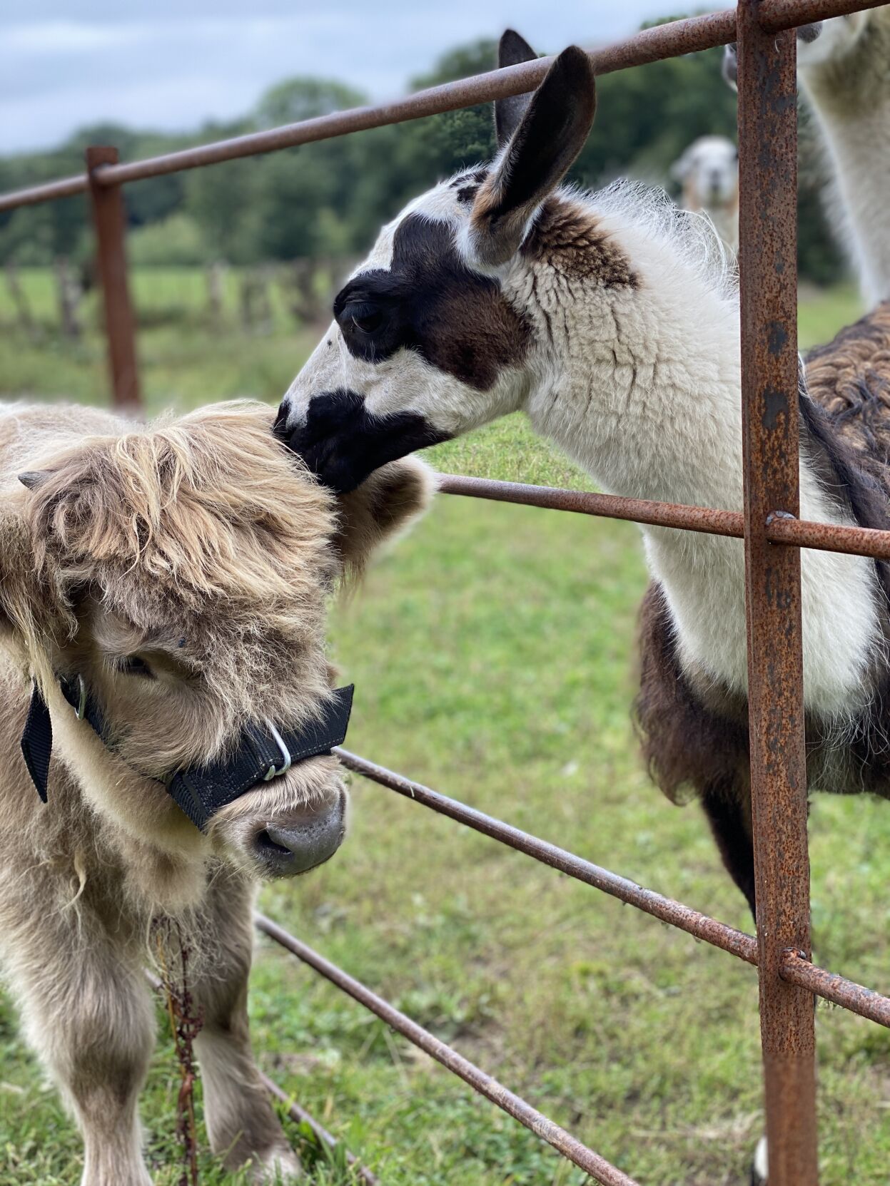 A man was running from police - 8 llamas caught him | World Lifestyle ...