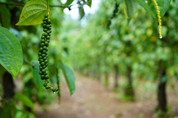 Black pepper forum draws strong interest from Guam farmers | Local ...