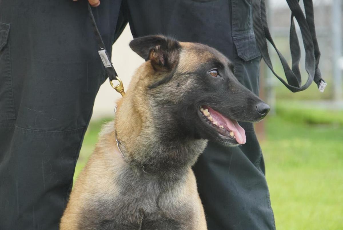 DOC adds K9 unit to ranks | Local News | postguam.com