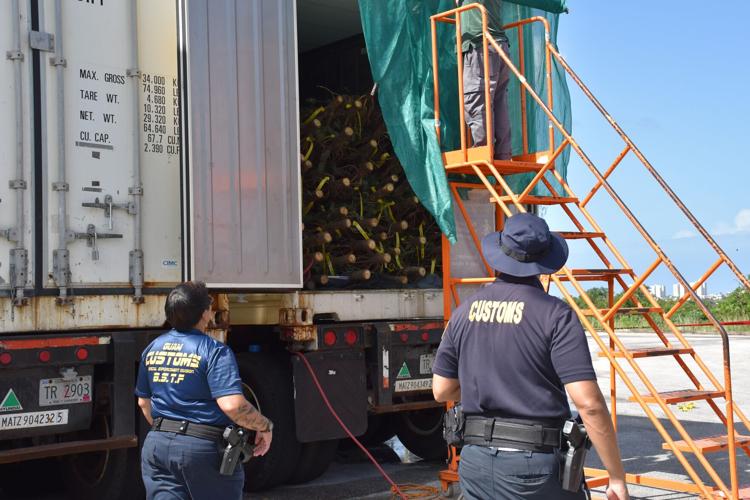 Guam Customs safeguards island with Christmas tree fumigation program ...