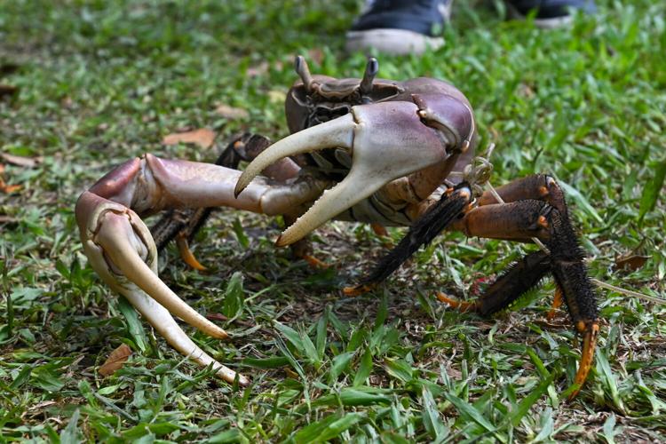 Malesso' Crab Festival returns with focus on land events, cultural ...