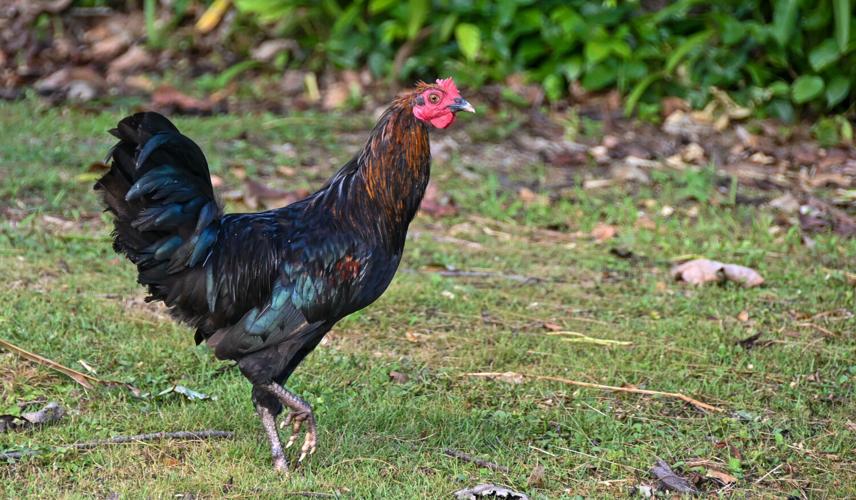 Ban on live poultry imports fully lifted | Local News | postguam.com