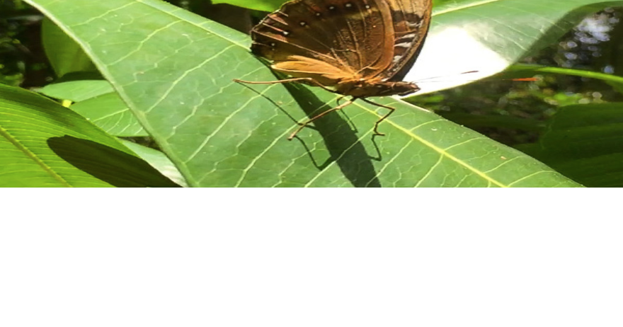 Court: Feds must find habitats for 23 species | Guam News | postguam.com