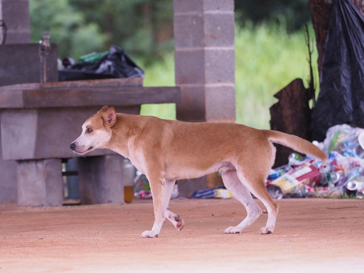 Stray dog population on the rise | Guam News | postguam.com