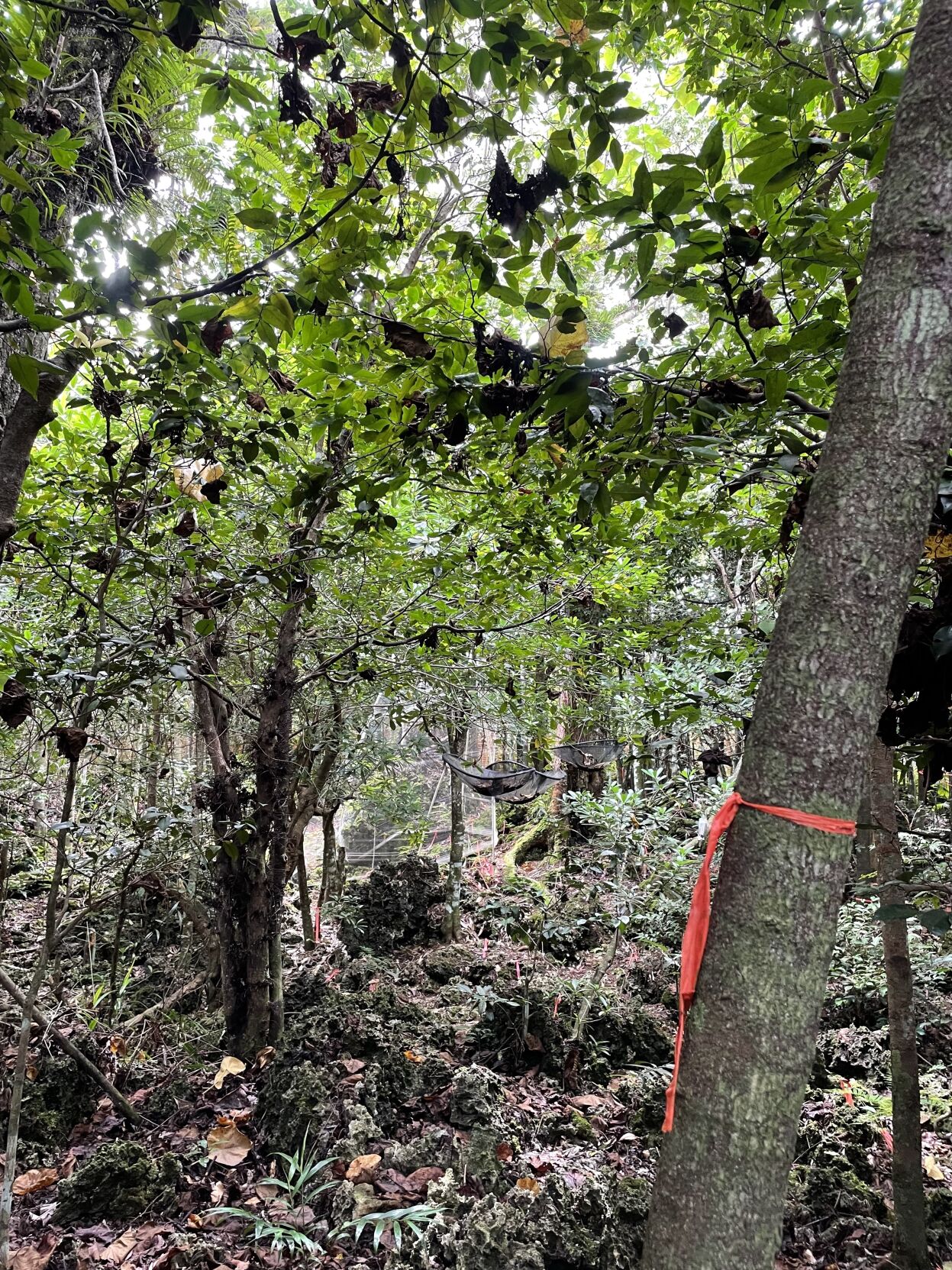 Death of last mature håyun lågu caused by military, activists say ...