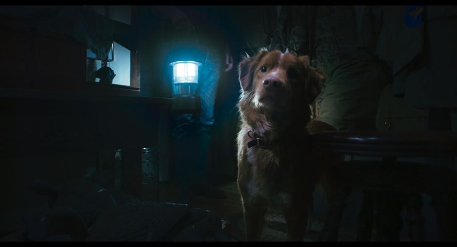 Dog wins award for movie performance, beating actors including Ethan ...