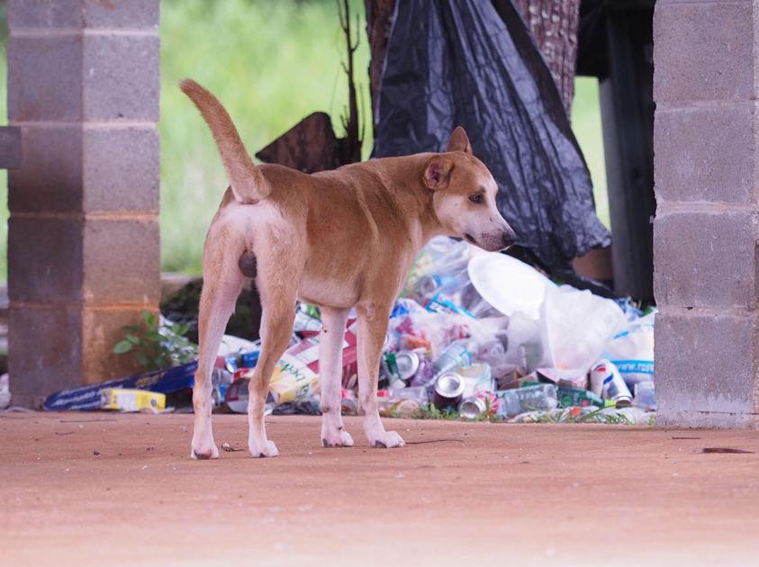 Stray dog population on the rise | Guam News | postguam.com