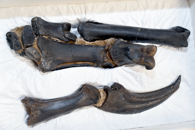 New fossil reveals T. rex had a rival predator | National | postguam.com