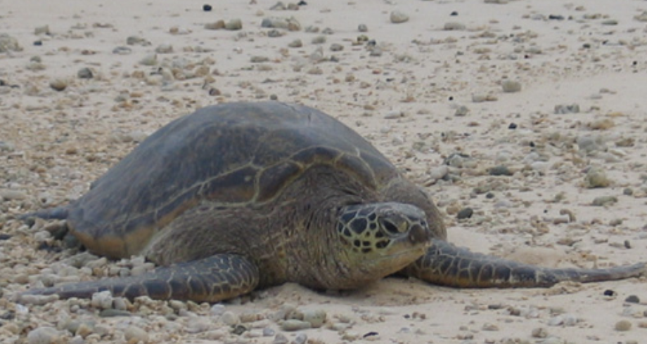 2 facing federal case after green sea turtle found in kiddie pool ...