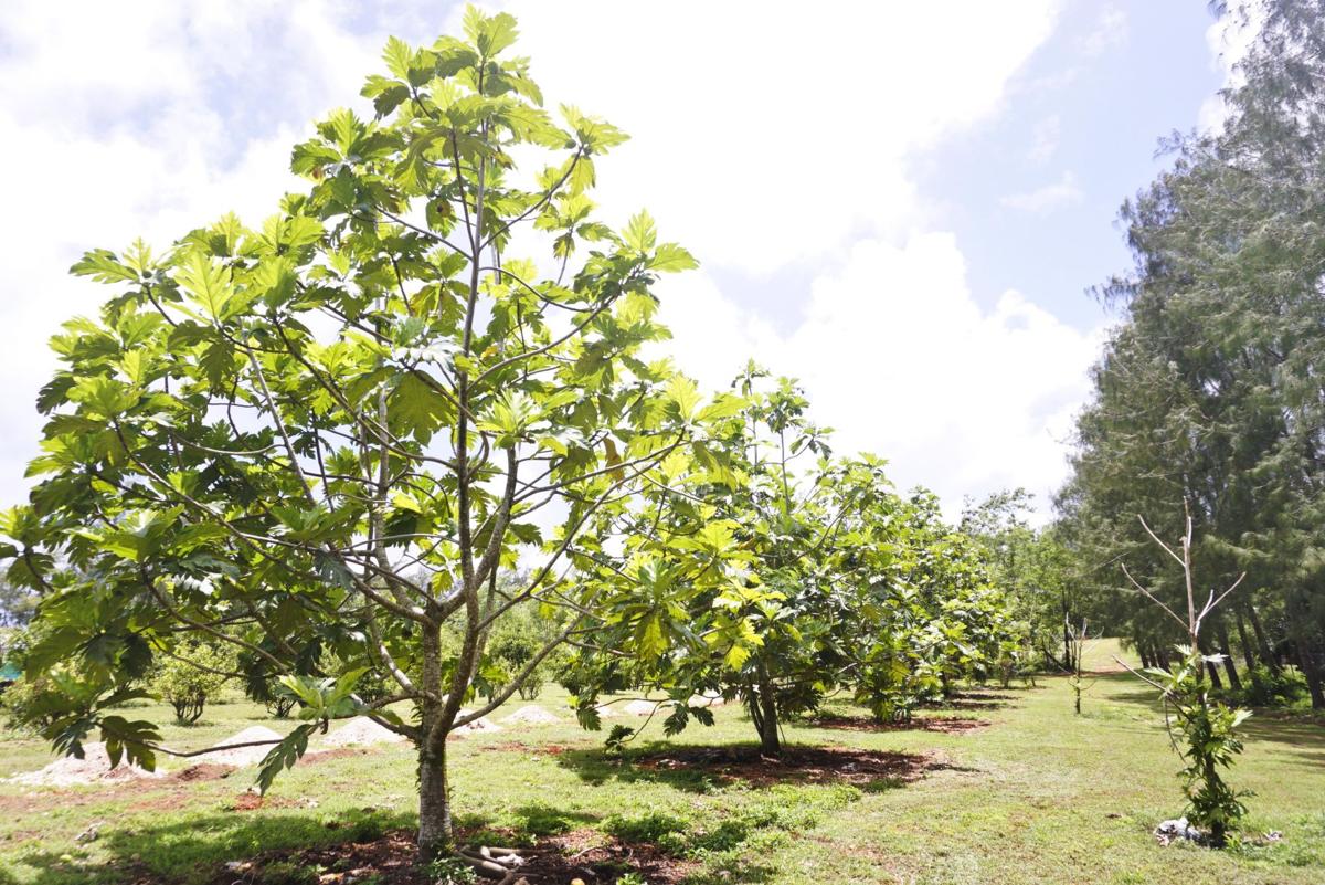 Planting seeds of change | Lifestyle | postguam.com