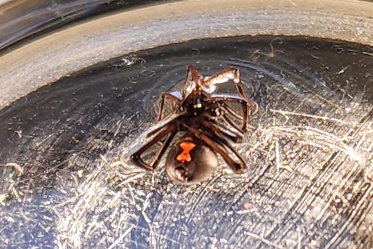 Guam Customs discovers venomous black widow spider at Port | Local News ...