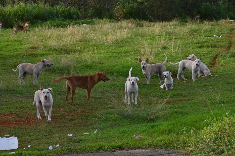 Mayors support culling of stray dogs | Guam News | postguam.com