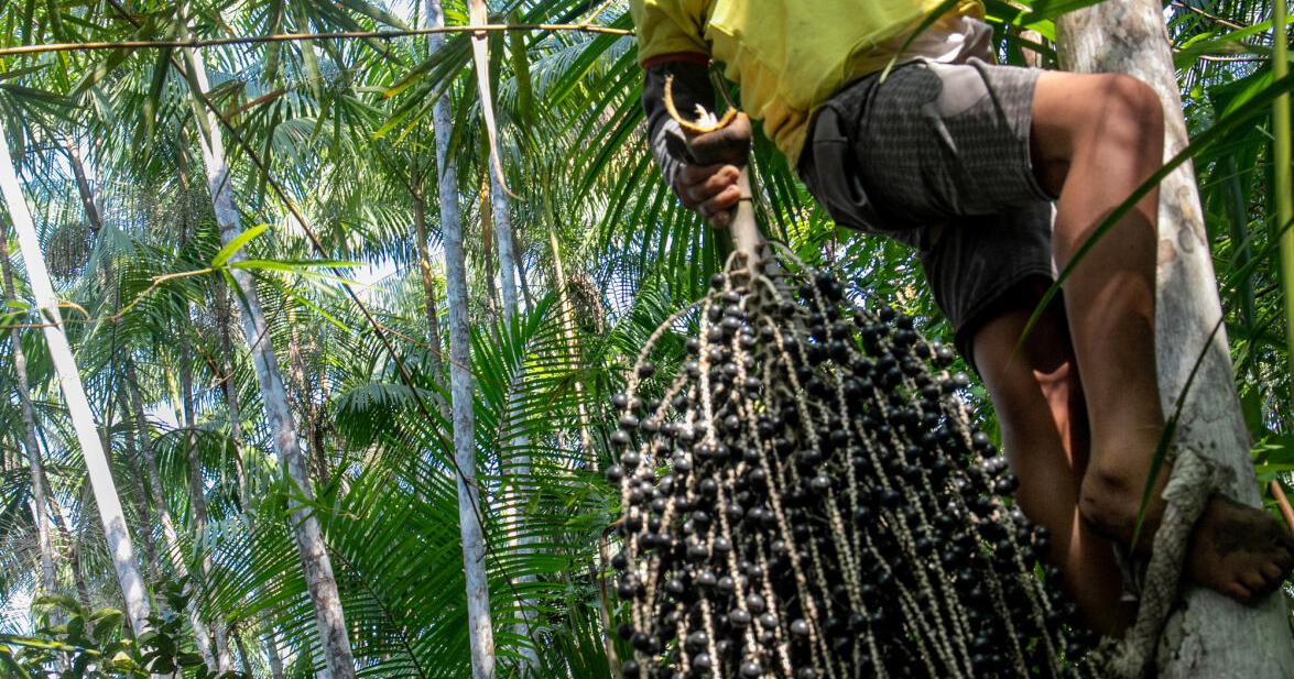 Small children are climbing 60-foot trees to harvest açaí in Brazil ...