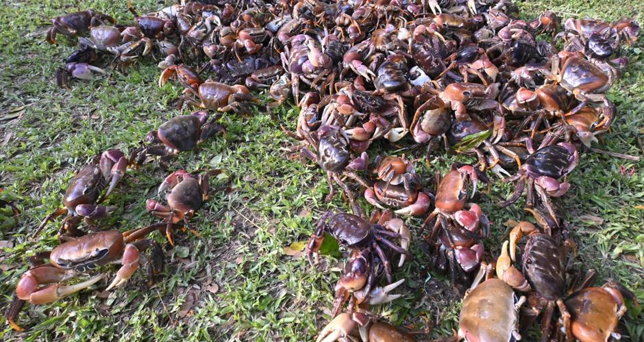 Making memories at the Malesso' Crab Festival | Local News | postguam.com