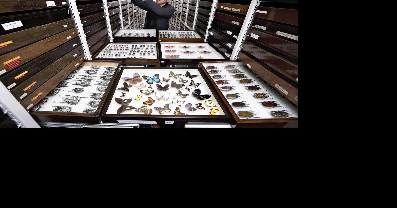 Japan museum a mecca for insect lovers | Lifestyle | postguam.com