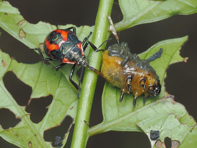 The cute invader eating your hog plums: What you need to know about the ...