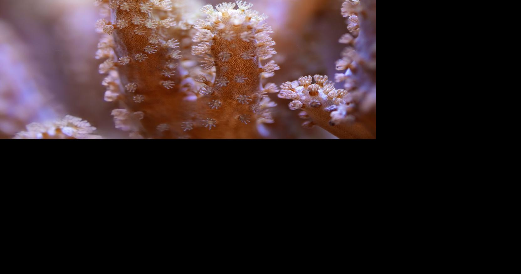 UOG marine lab scientists discover gene for climate change resilience ...