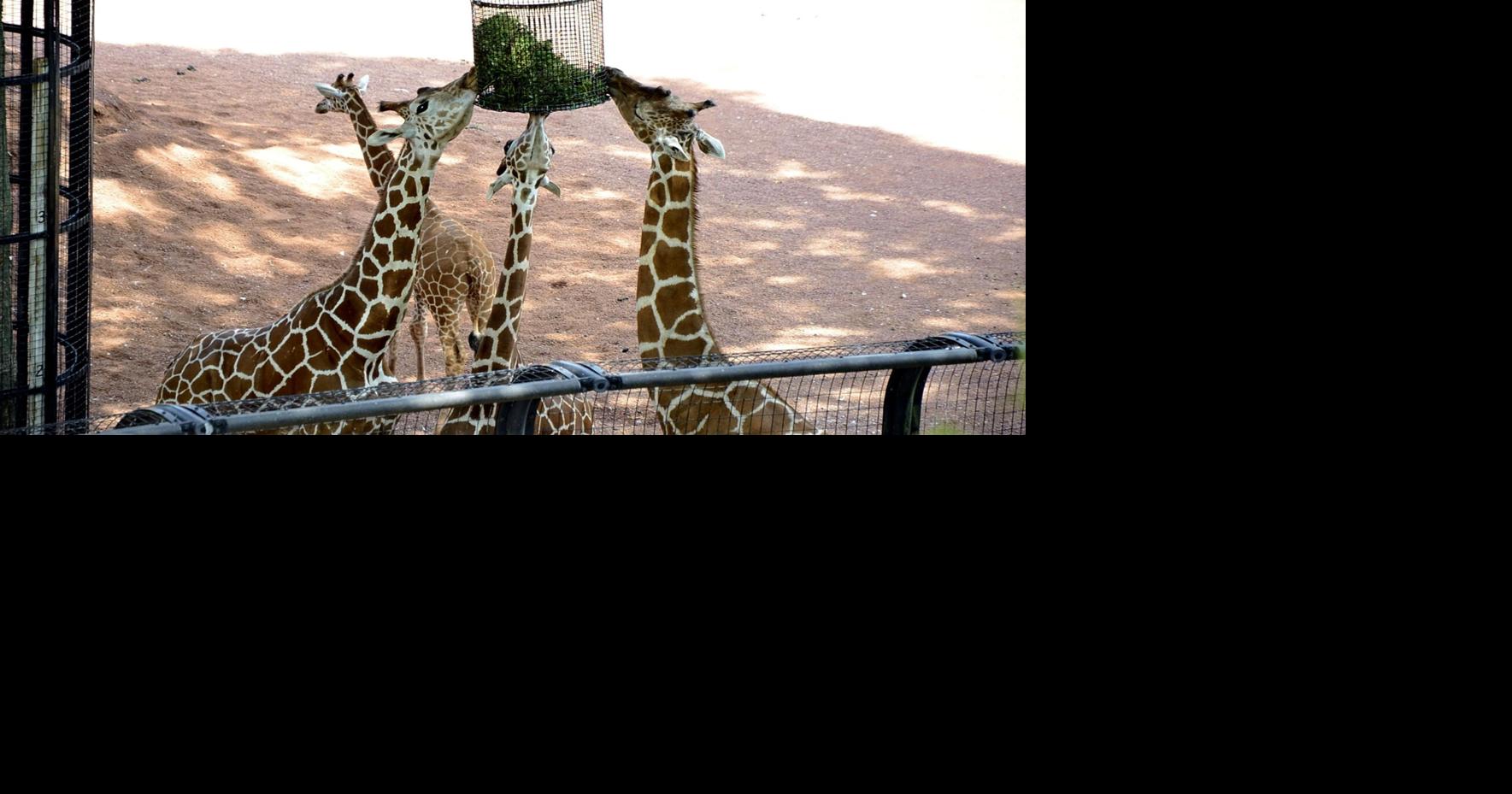 Japanese zoos work to reduce stress for animals in their care ...