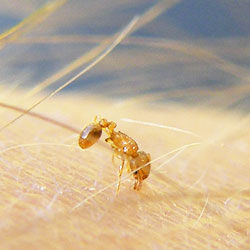 Little fire ants threaten forest, homeowner program planned | Local ...