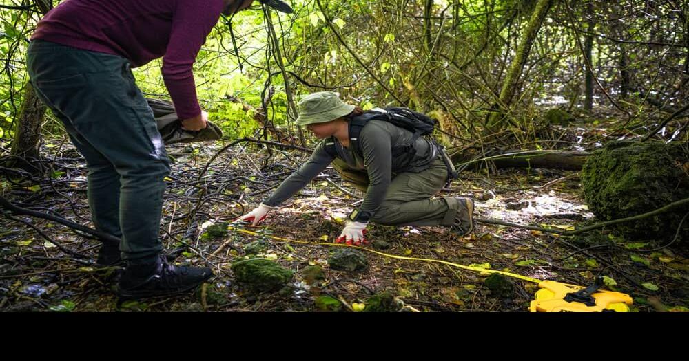 UOG grad student studies little fire ants | Guam News | postguam.com