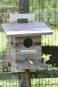 ‘A huge milestone’: Guam kingfishers lay 1st wild eggs in nearly 40 ...