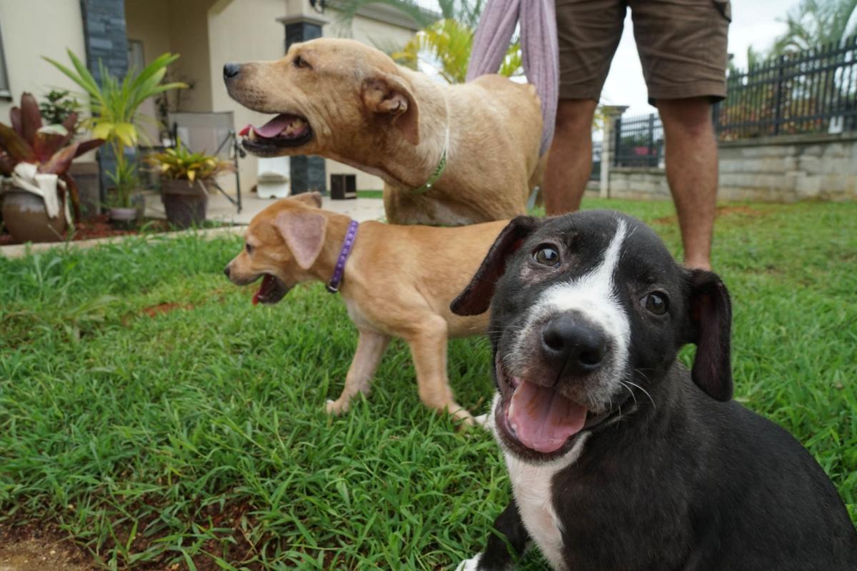 Paralyzed dog inspires outpouring of support | Guam News | postguam.com