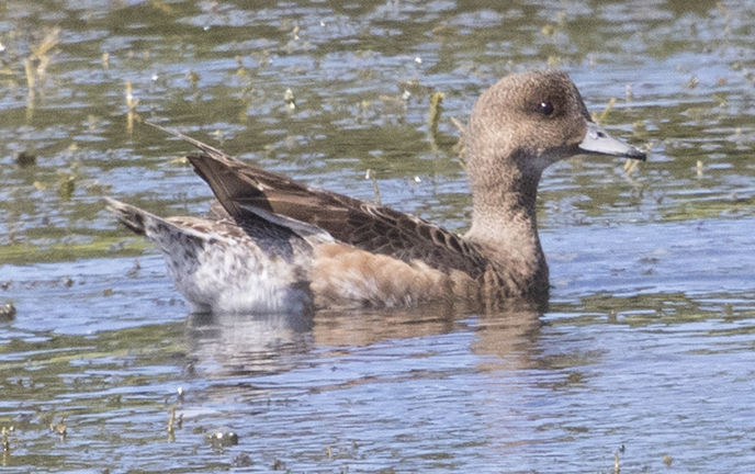 Birding on Guam | Lifestyle | postguam.com