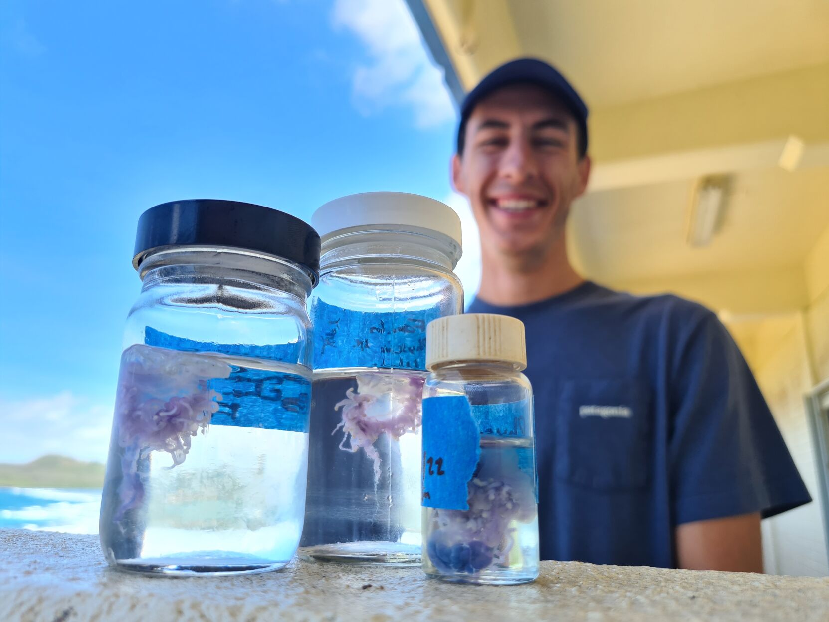 Guam Agriculture: Beachgoers, be on the lookout for men-of-war | Local ...