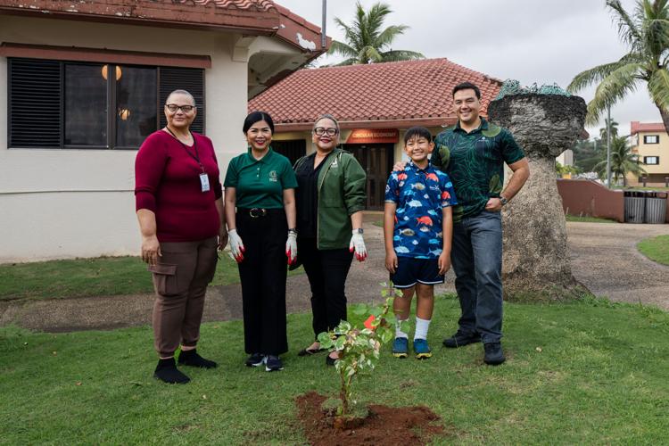 Native trees planted at Hagåtña's Chamorro Village | Local News ...