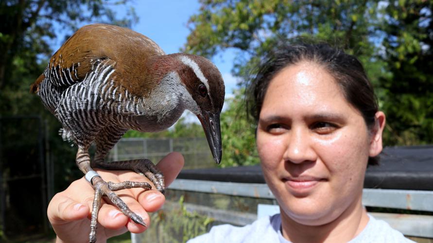 Saving Guam's ko'ko | Local News | postguam.com