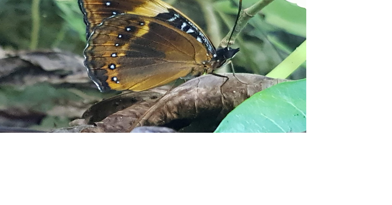 Guam Habitat Conservation Plan public meeting to be held this month ...