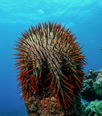 Navy scientists, divers remove predators that threaten reefs | Local ...