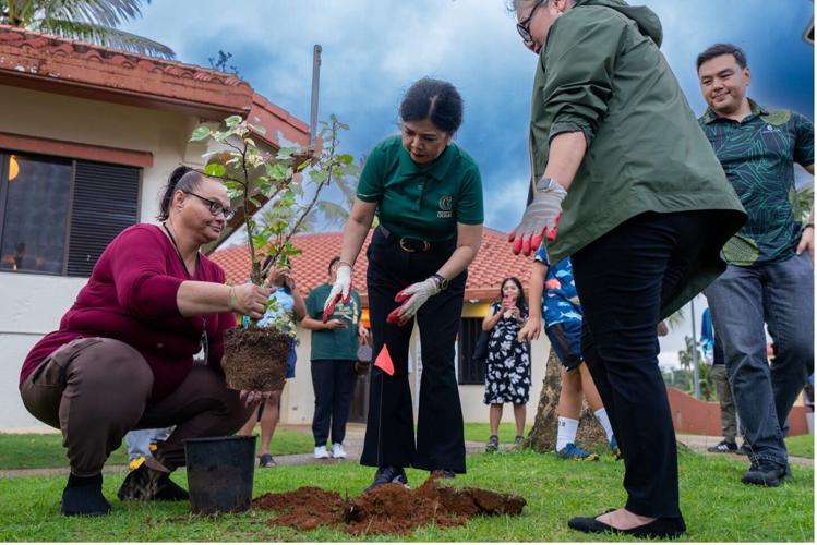 Native trees planted at Hagåtña's Chamorro Village | Local News ...