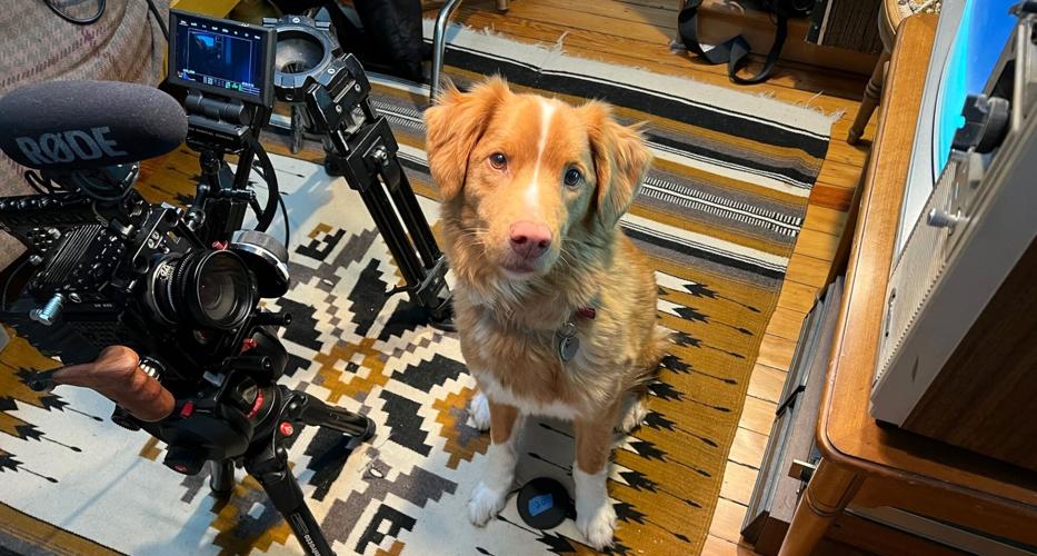 Dog wins award for movie performance, beating actors including Ethan ...