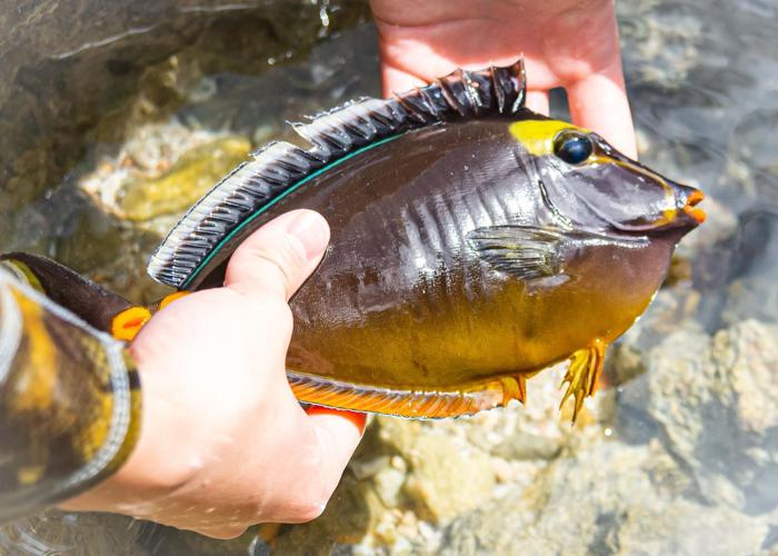 Responsible fishing will help ensure tradition remains for future ...