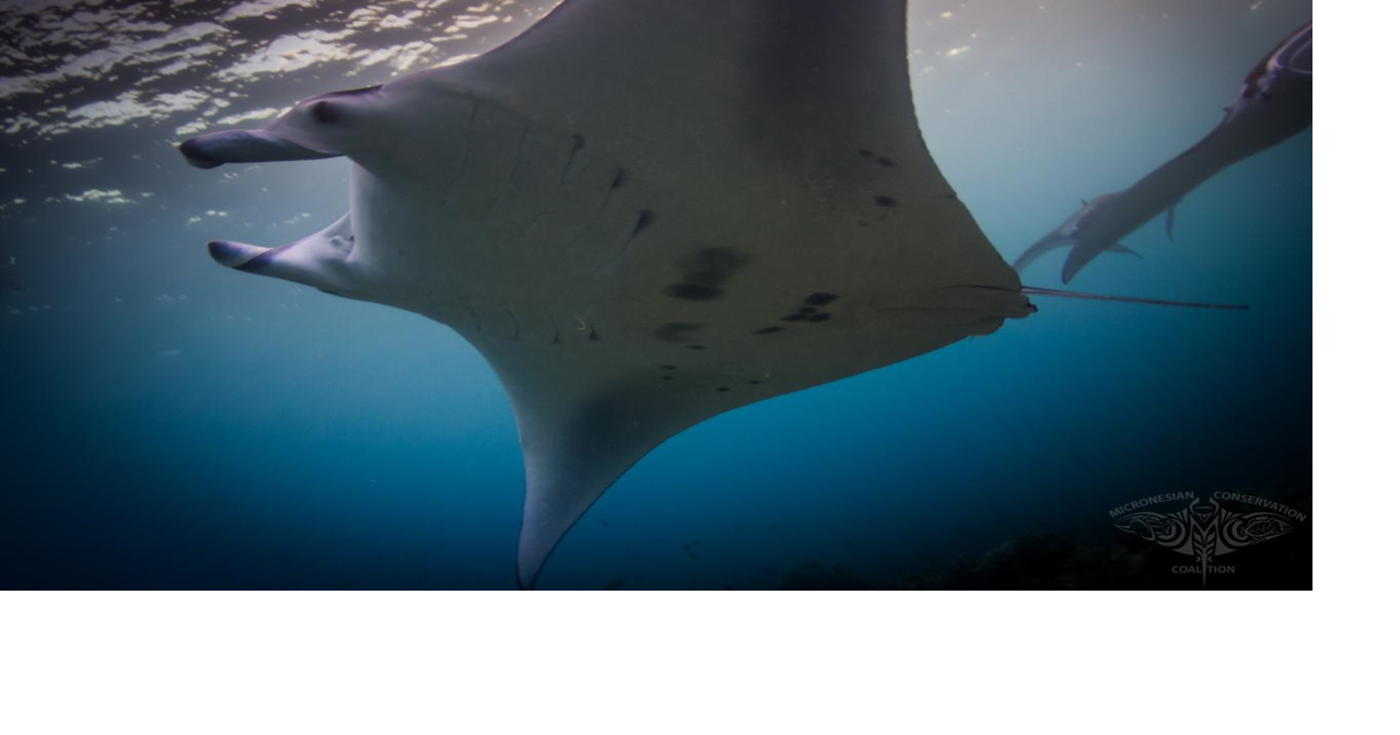 Death of local reef manta ray 'impactful' | Local News | postguam.com