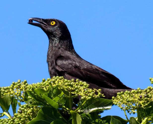 Conservation conference to present research, offer field trips | Local ...