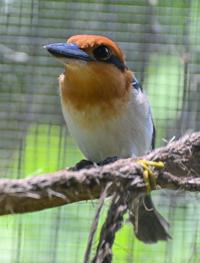 ‘A huge milestone’: Guam kingfishers lay 1st wild eggs in nearly 40 ...
