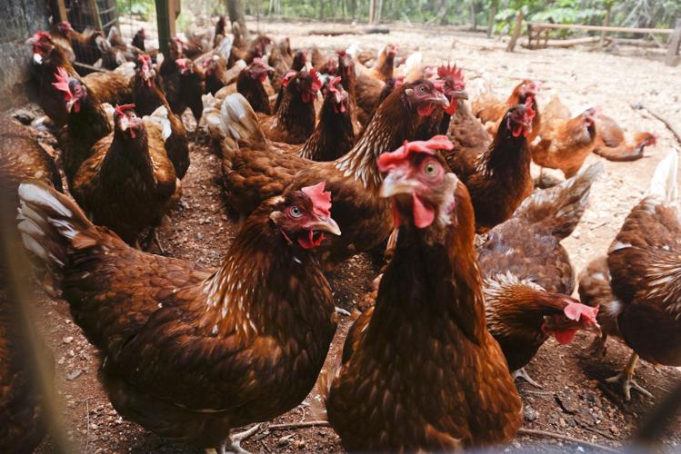 Planting seeds of change | Lifestyle | postguam.com