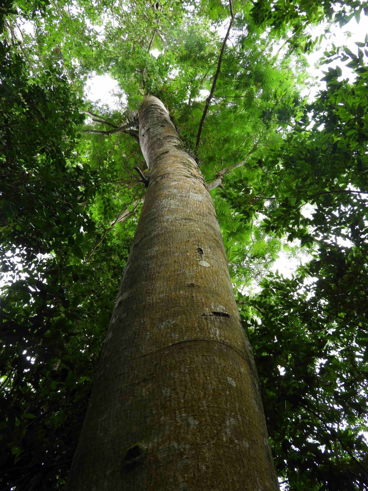 UOG researcher contributes to global plant study, highlighting cultural ...