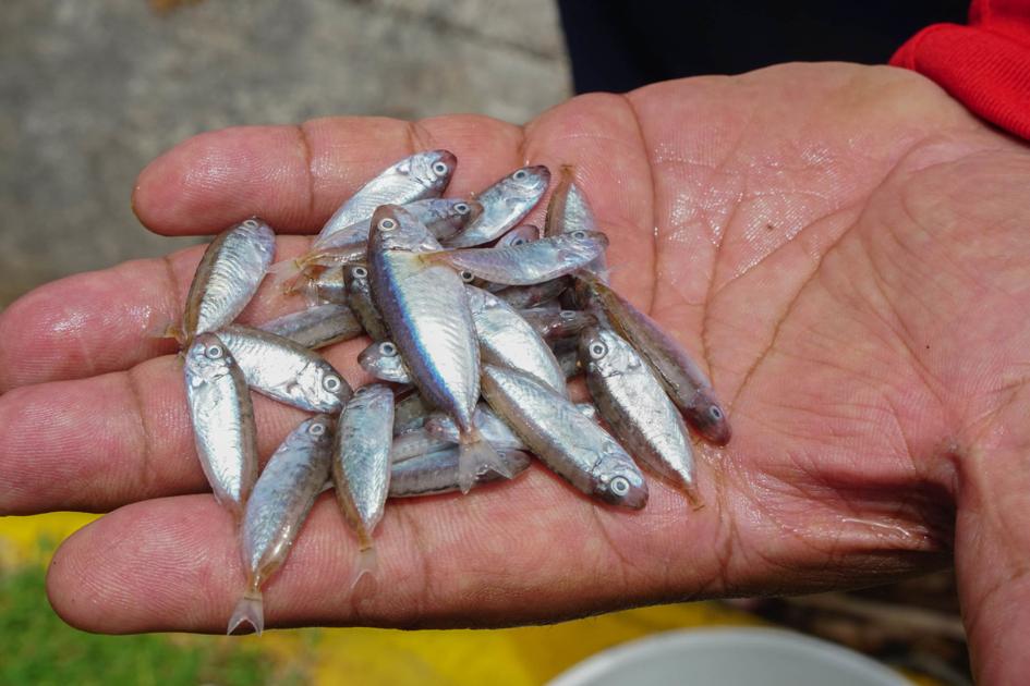 Mañahak season has begun | Guam News | postguam.com